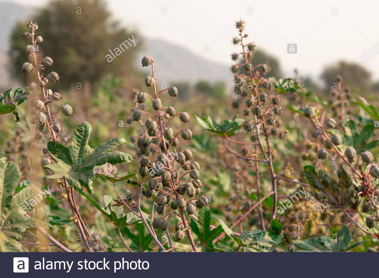 Castor Seeds High Resolution Stock Photography and Images - Alamy