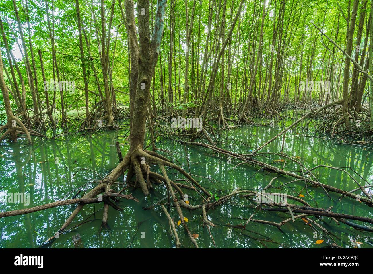 mangrove forest tree and root at Tung Prong Thong, Rayong province ...