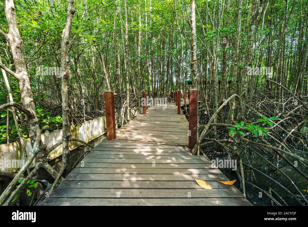 Wooden bridge in mangroves sun hi-res stock photography and images - Alamy