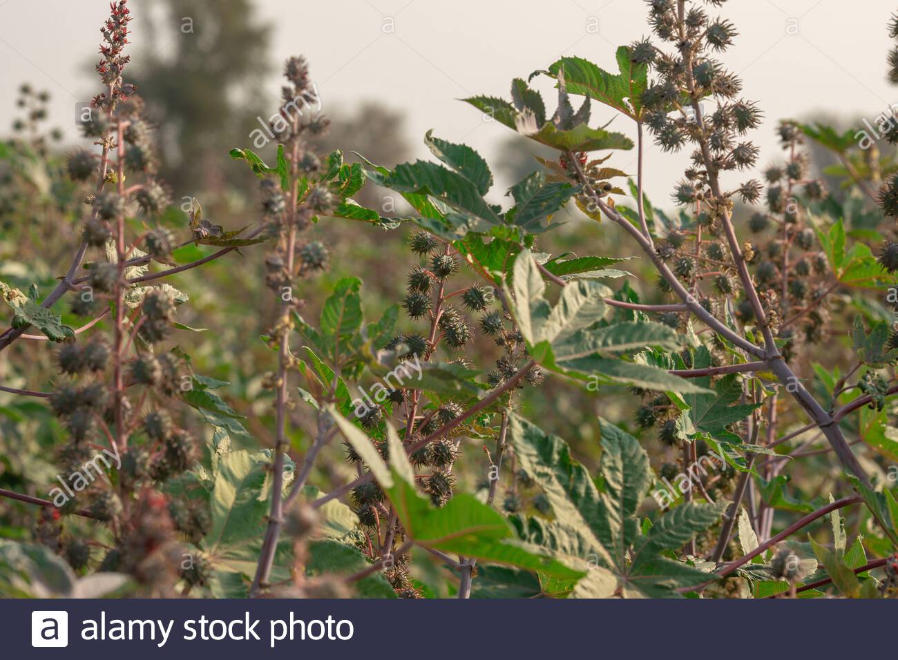 Castor Oil Plant Seeds High Resolution Stock Photography and Images - Alamy