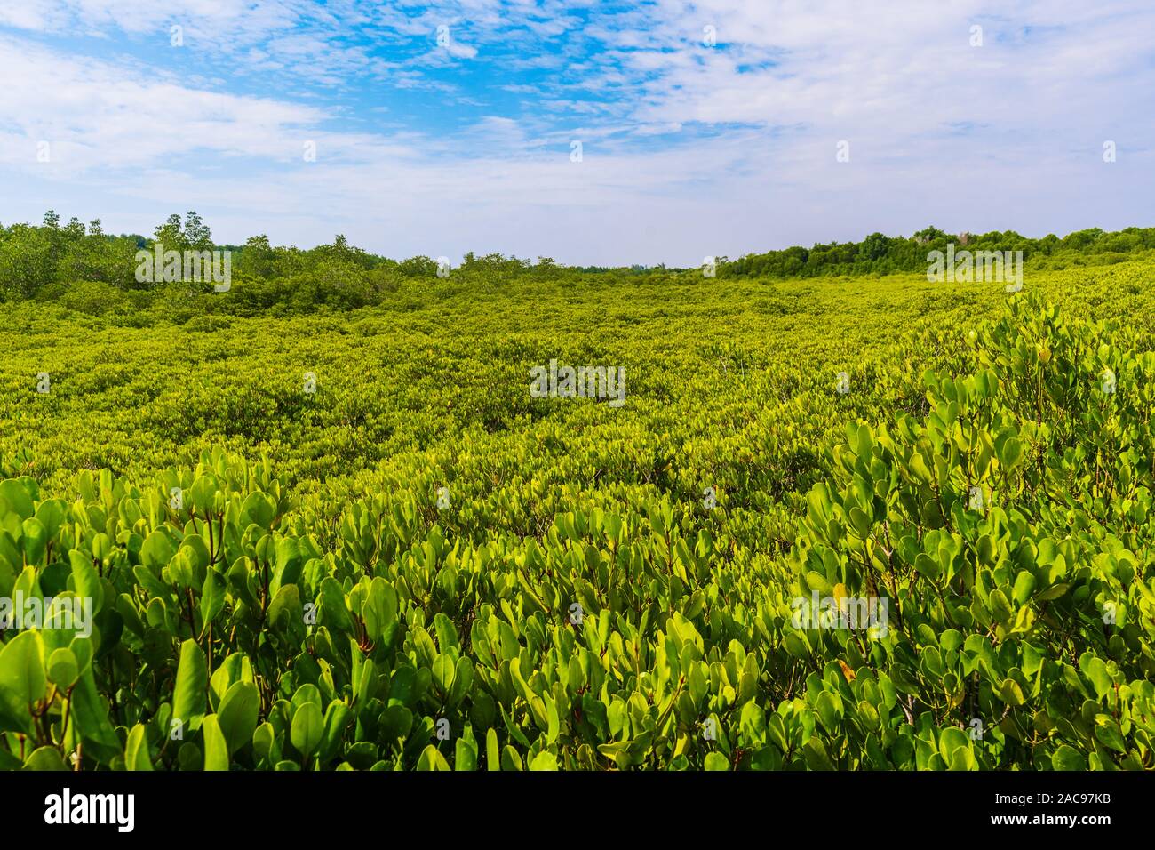green mangrove forest at Tung Prong Thong or Golden Mangrove Field ...