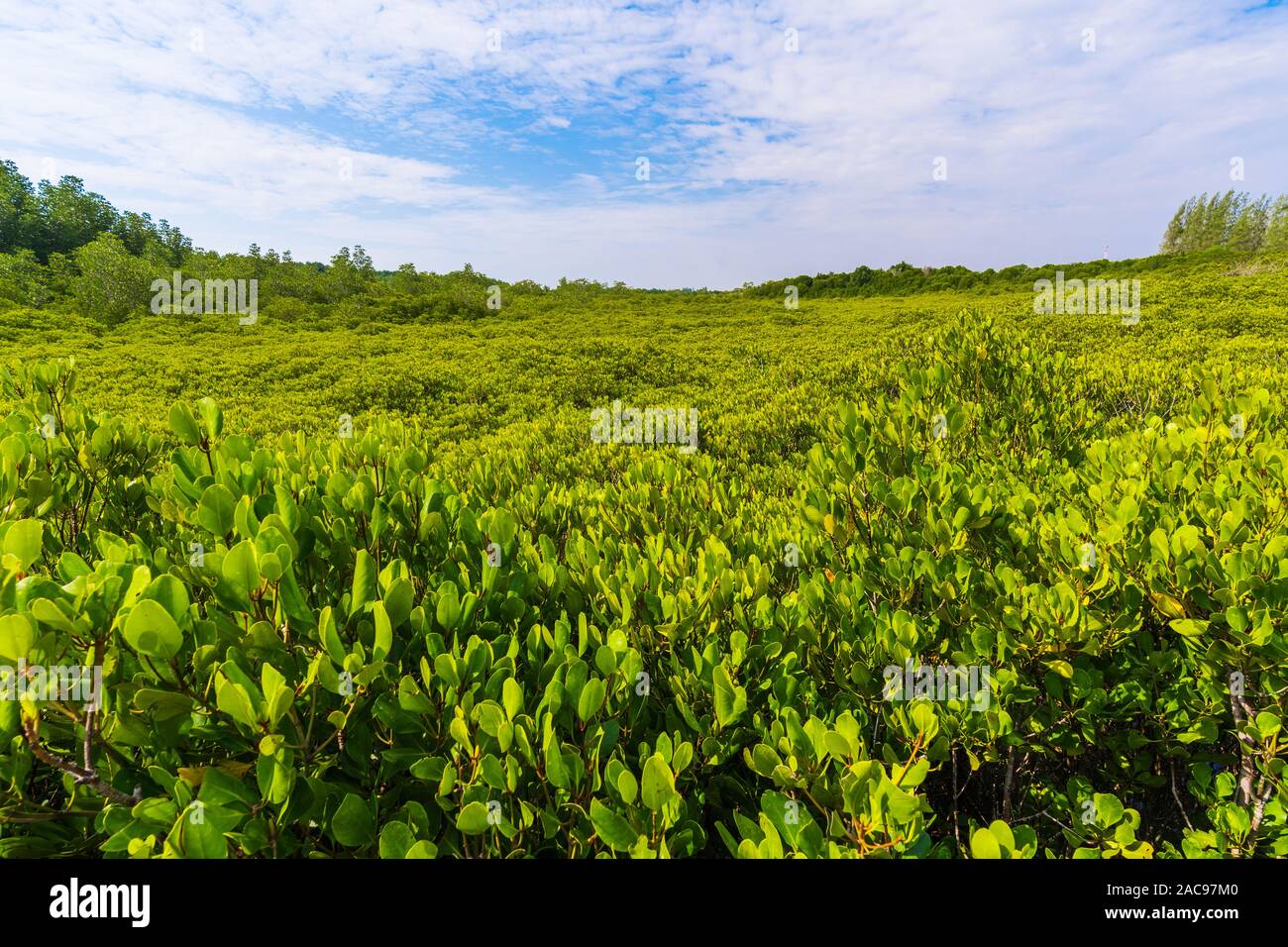 green mangrove forest at Tung Prong Thong or Golden Mangrove Field ...