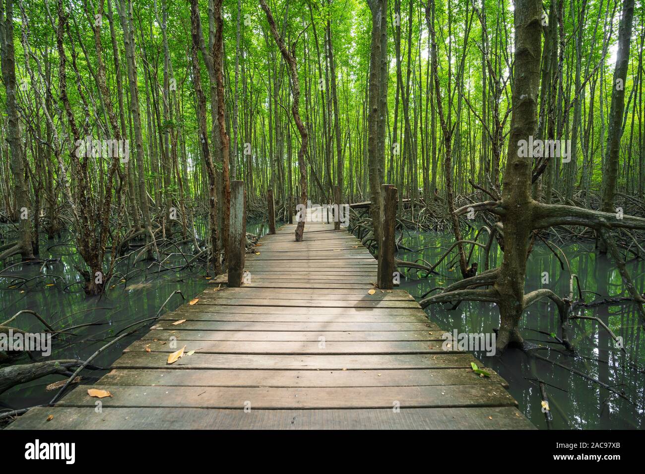 Wooden bridge in mangroves sun hi-res stock photography and images - Alamy