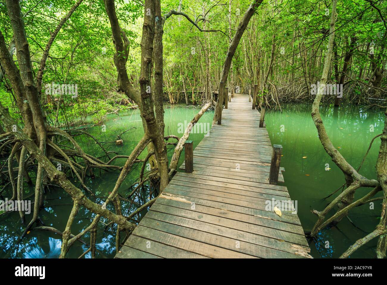 Wooden bridge in mangroves sun hi-res stock photography and images - Alamy