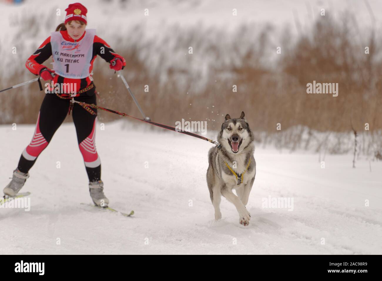 Skijoring woman hi-res stock photography and images - Alamy