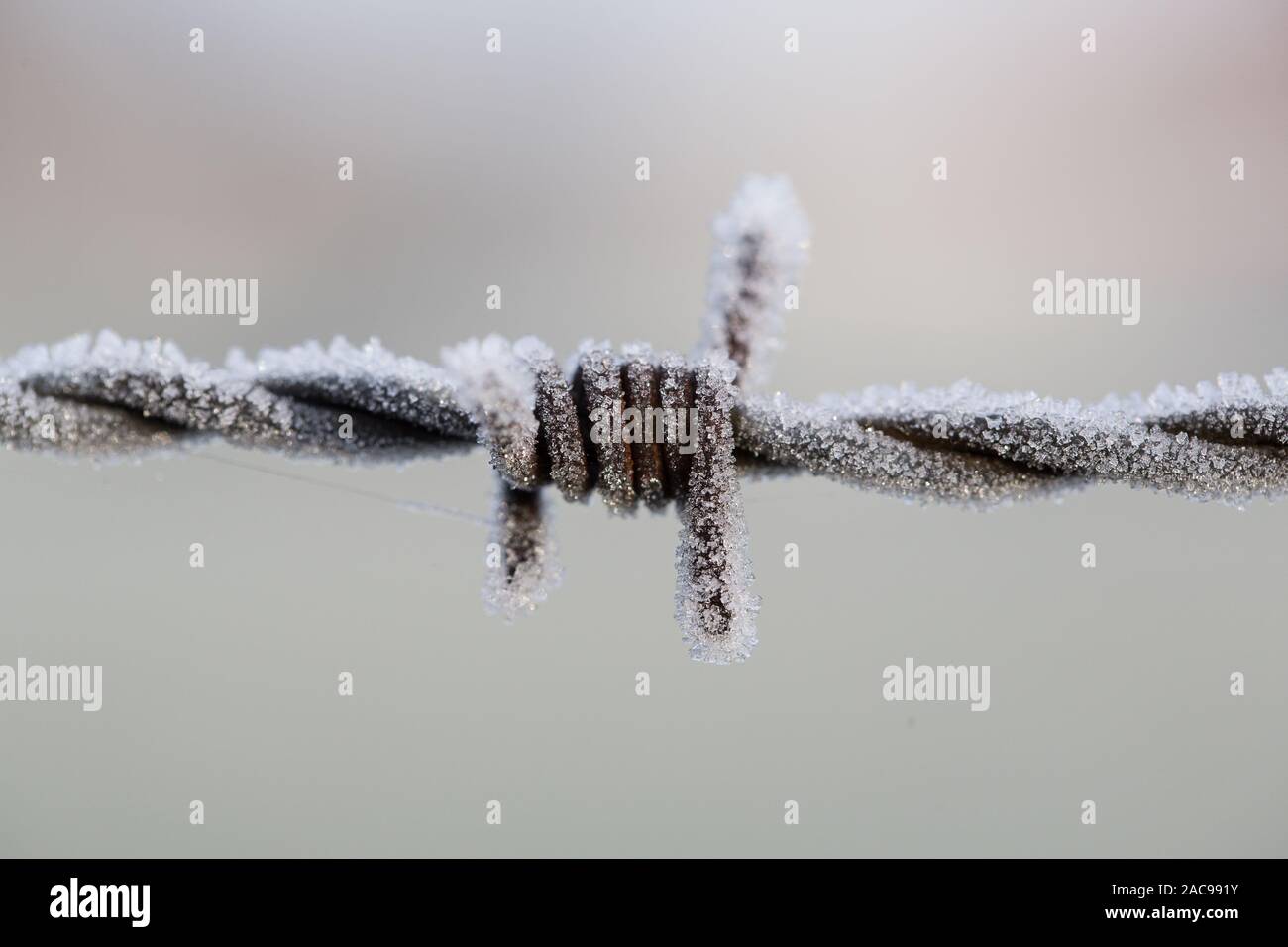Ice barbed wire hi-res stock photography and images - Alamy