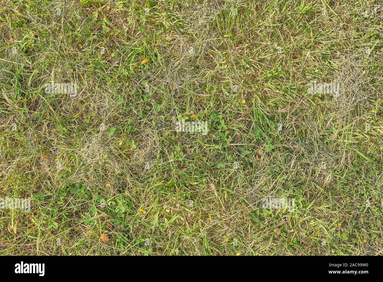 Grass texture. High detailed texture Stock Photo - Alamy