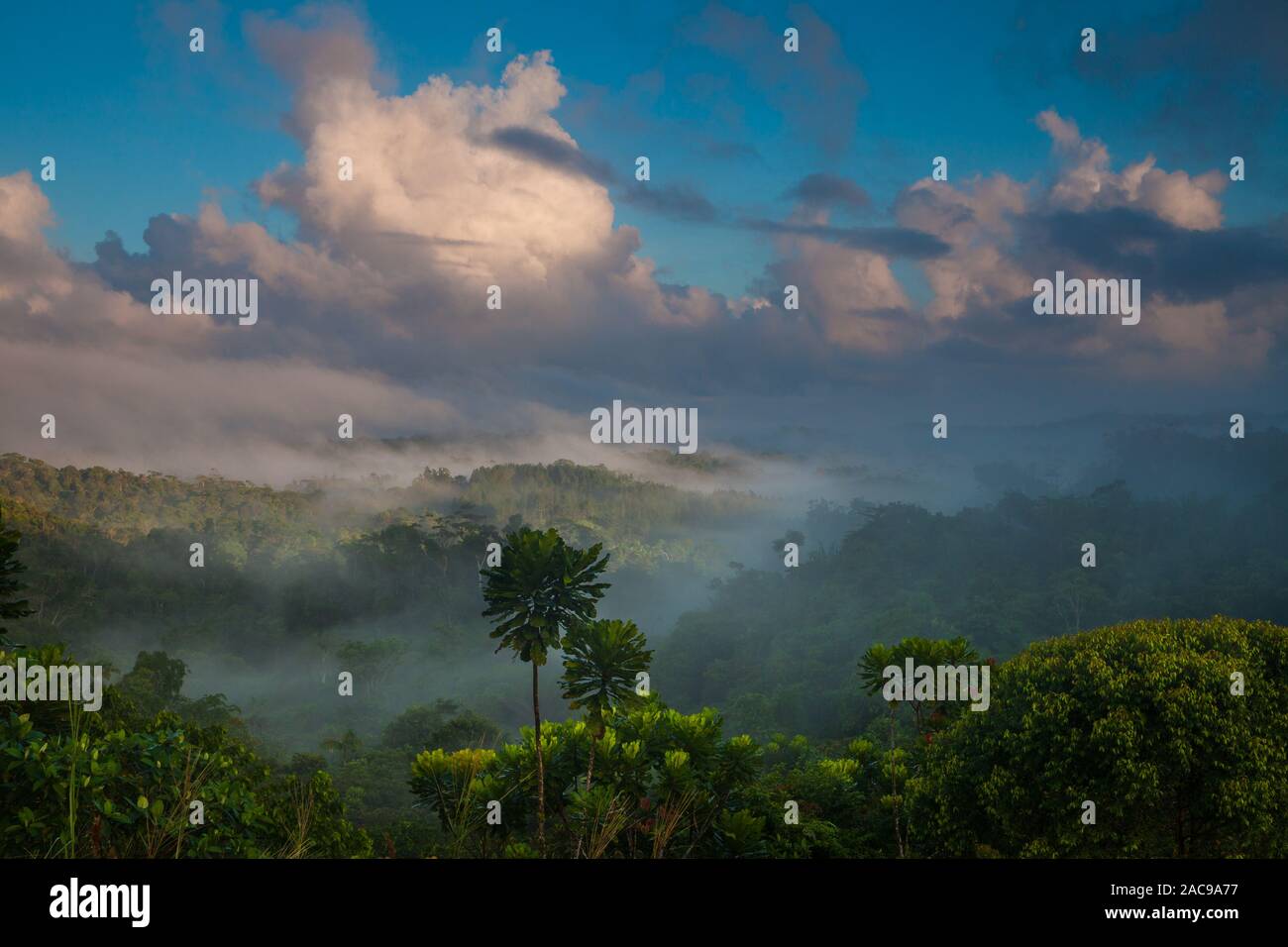 Panama landscape with misty rainforest at sunrise at Garduk in the ...