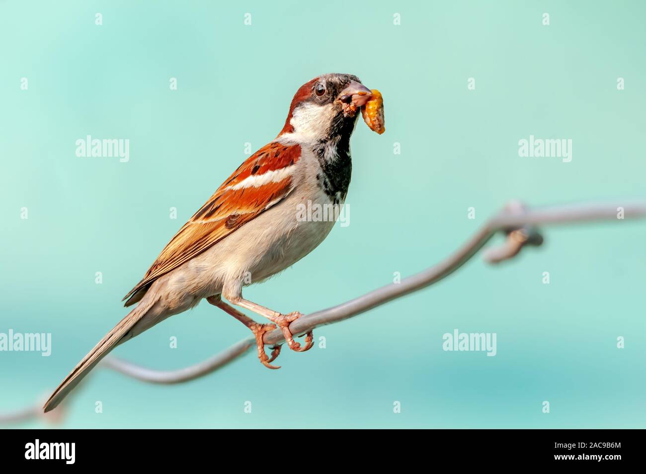 Male house sparrow with food in its beak Stock Photo - Alamy