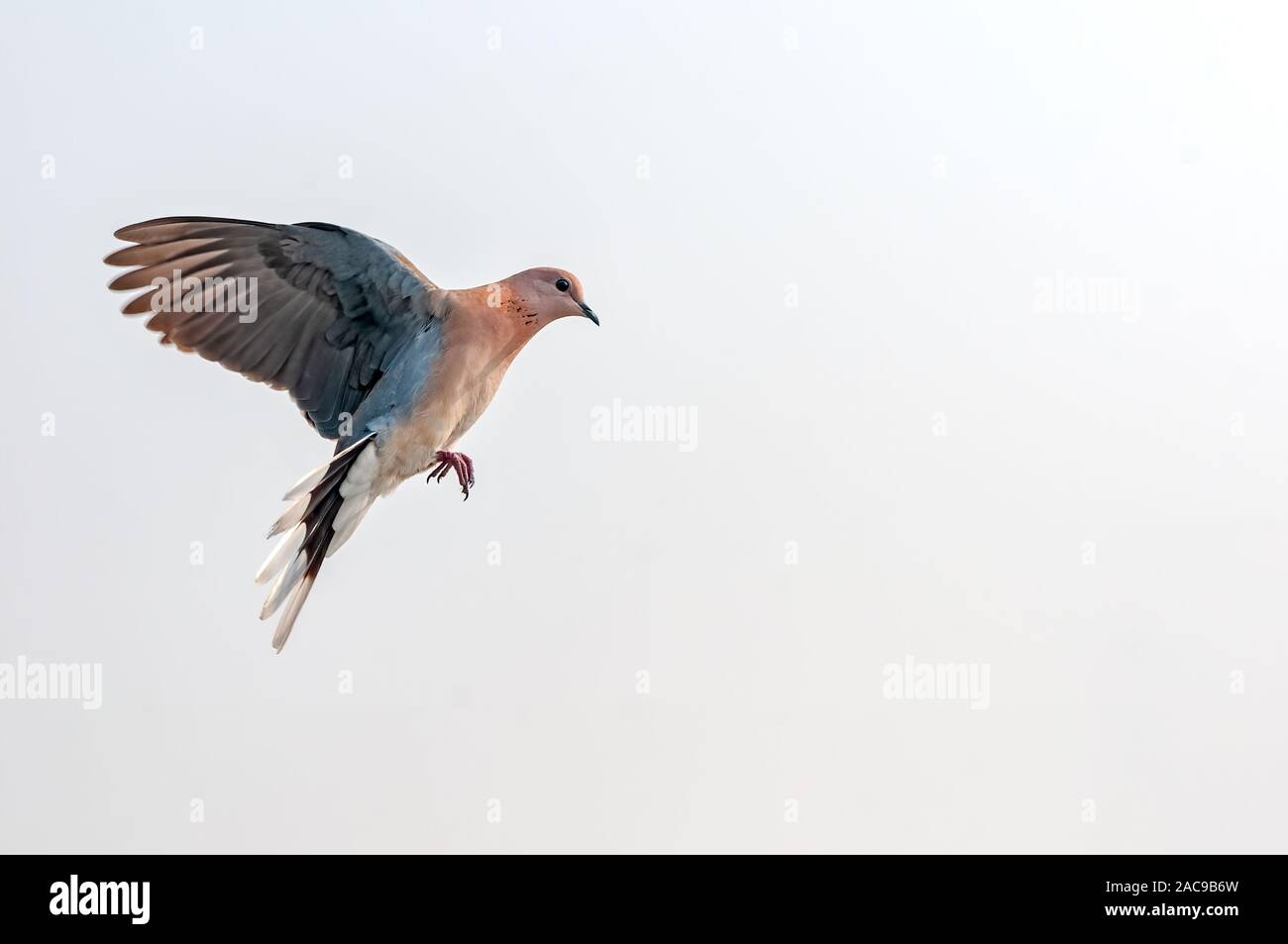 Laughing dove hi-res stock photography and images - Alamy
