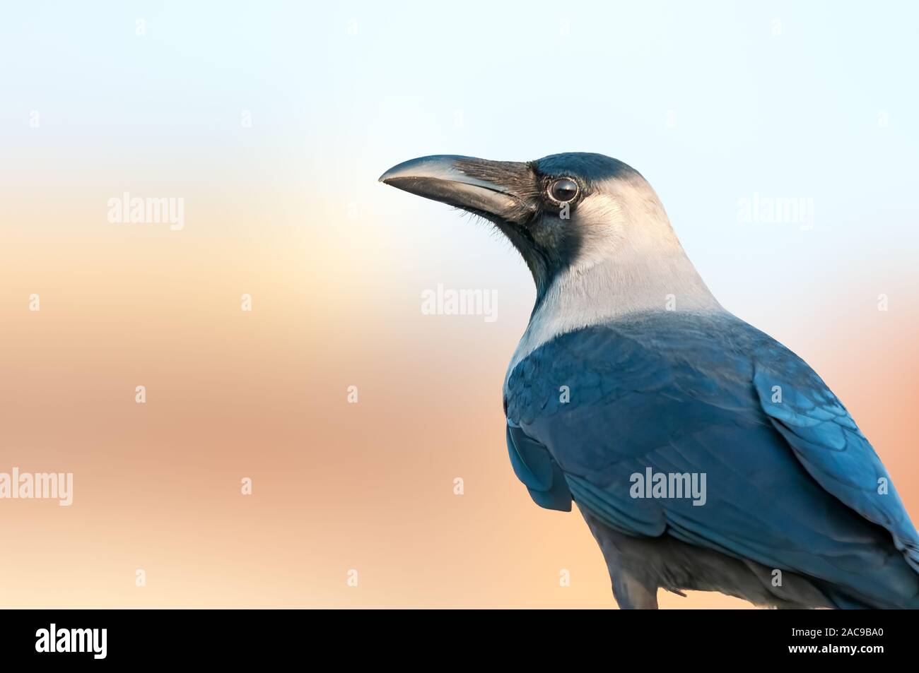 Wildlife crow shot hi-res stock photography and images - Alamy