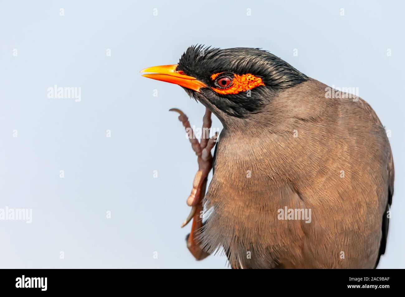 Myna preen hi-res stock photography and images - Alamy