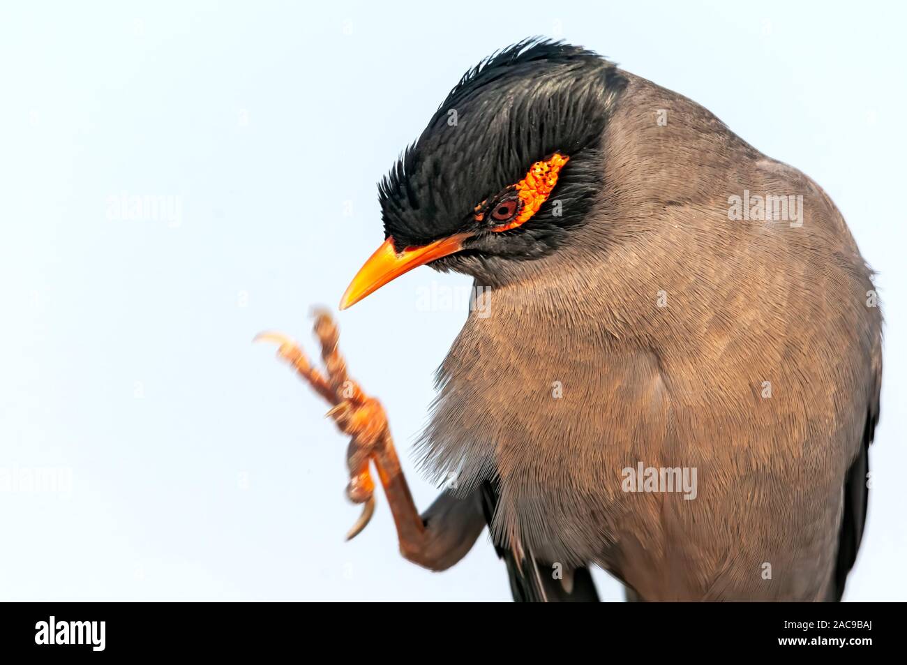 Myna preen hi-res stock photography and images - Alamy
