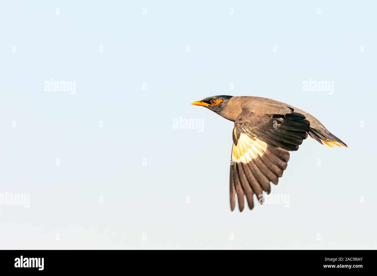 Myna in flight hi-res stock photography and images - Alamy