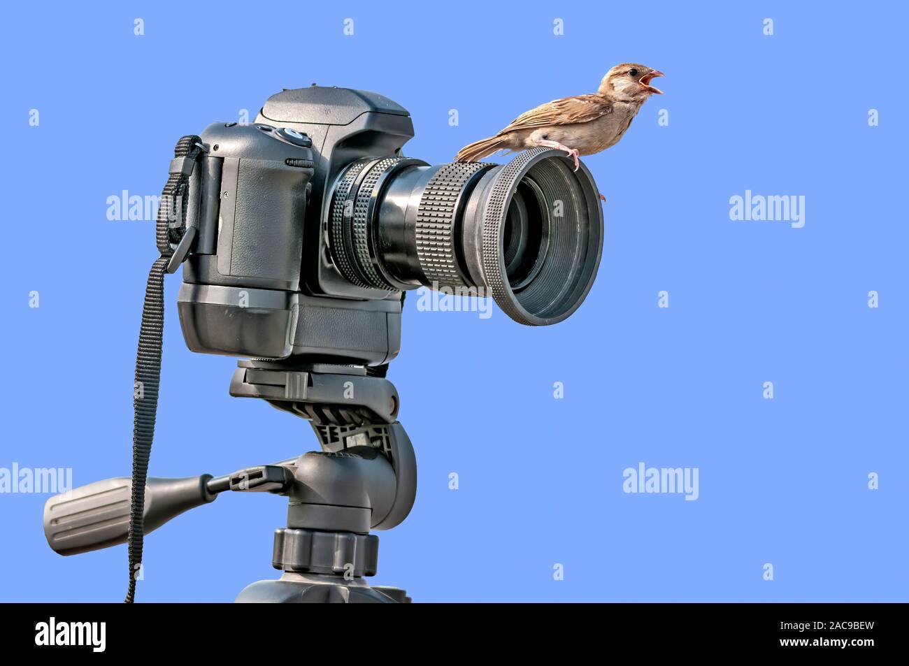Very small wildlife camera hi-res stock photography and images - Alamy