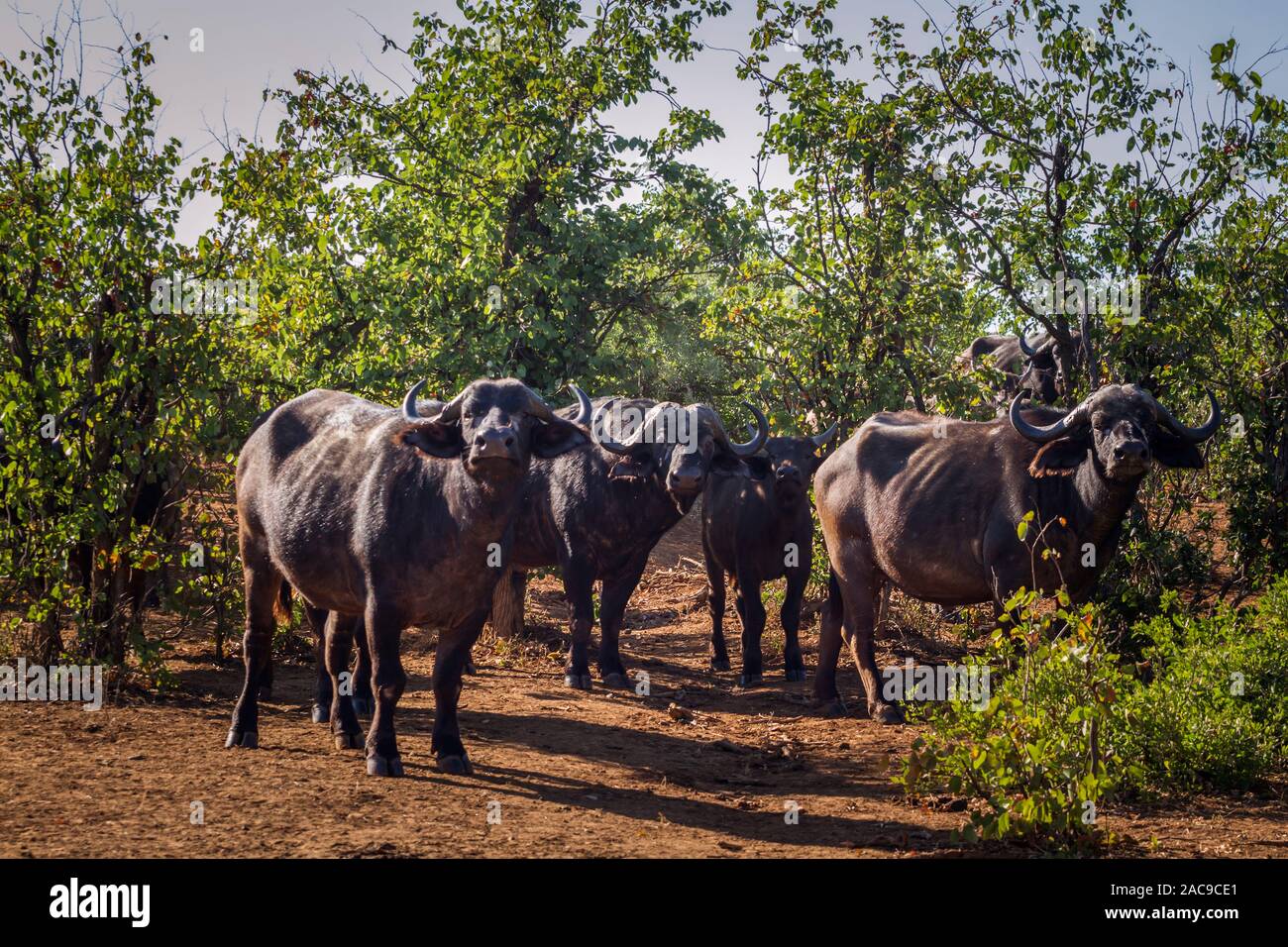 Group of buffalo hi-res stock photography and images - Alamy