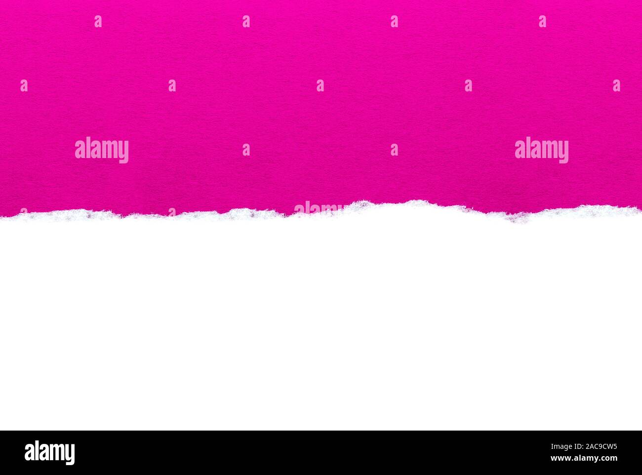 White paper with torn edges isolated with a bright pink color paper ...