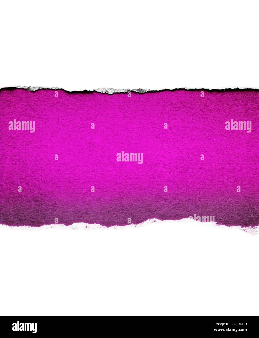 White paper with torn edges isolated with a bright burgundy color paper ...