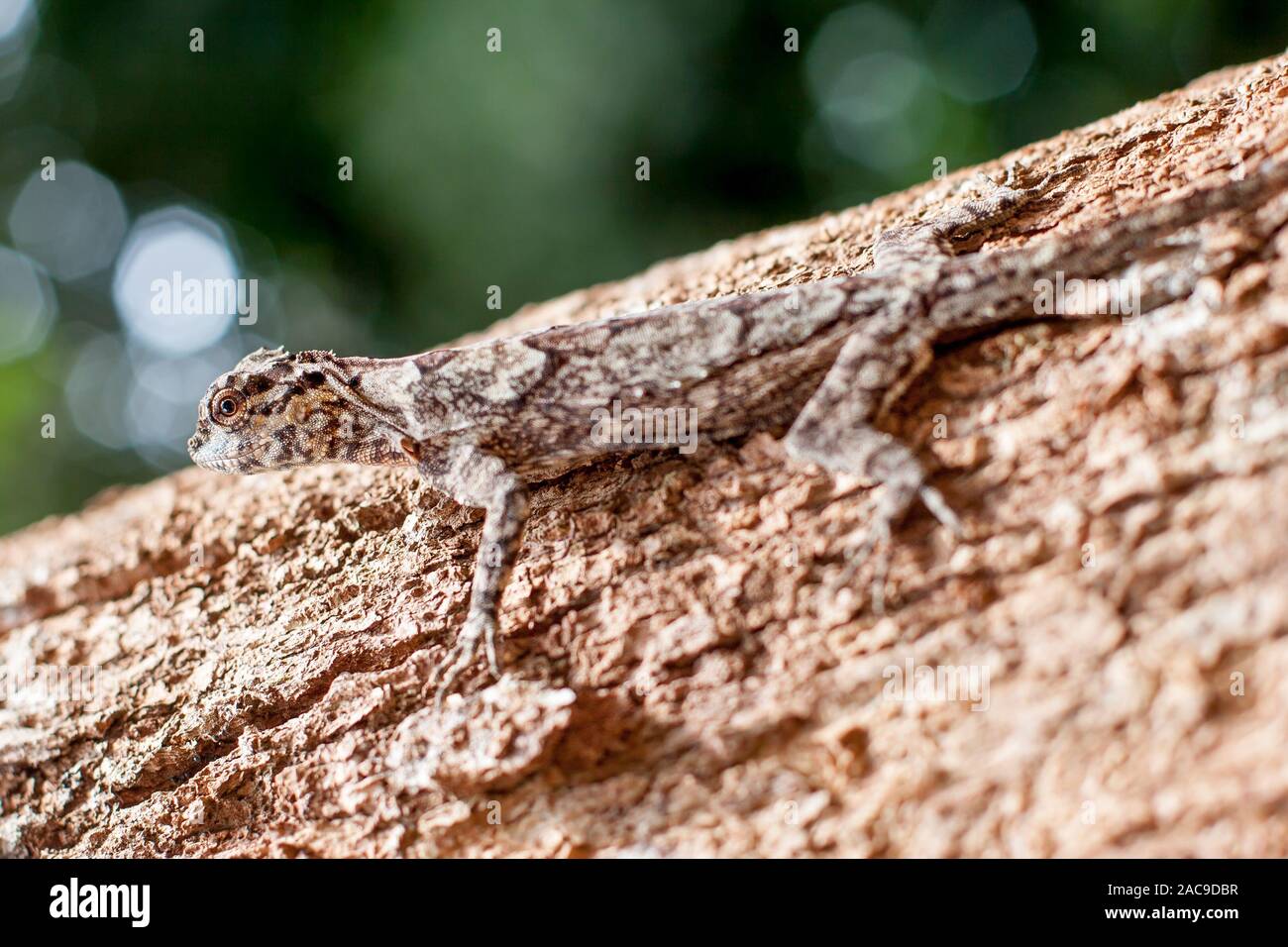 A spotted-skinned lizard hides like a tree bark on a tree trunk ...