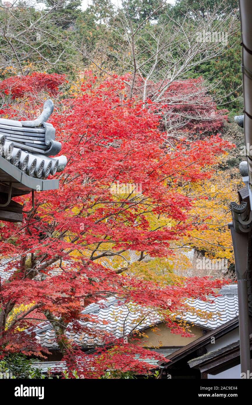 colorful Fall foliage in garden, Manshuin Monzeki Tendai temple, Kyoto ...