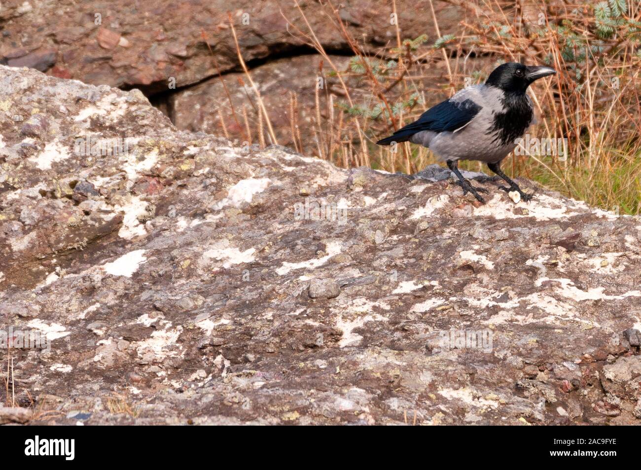 Hooded crow - Corvus cornix Stock Photo - Alamy