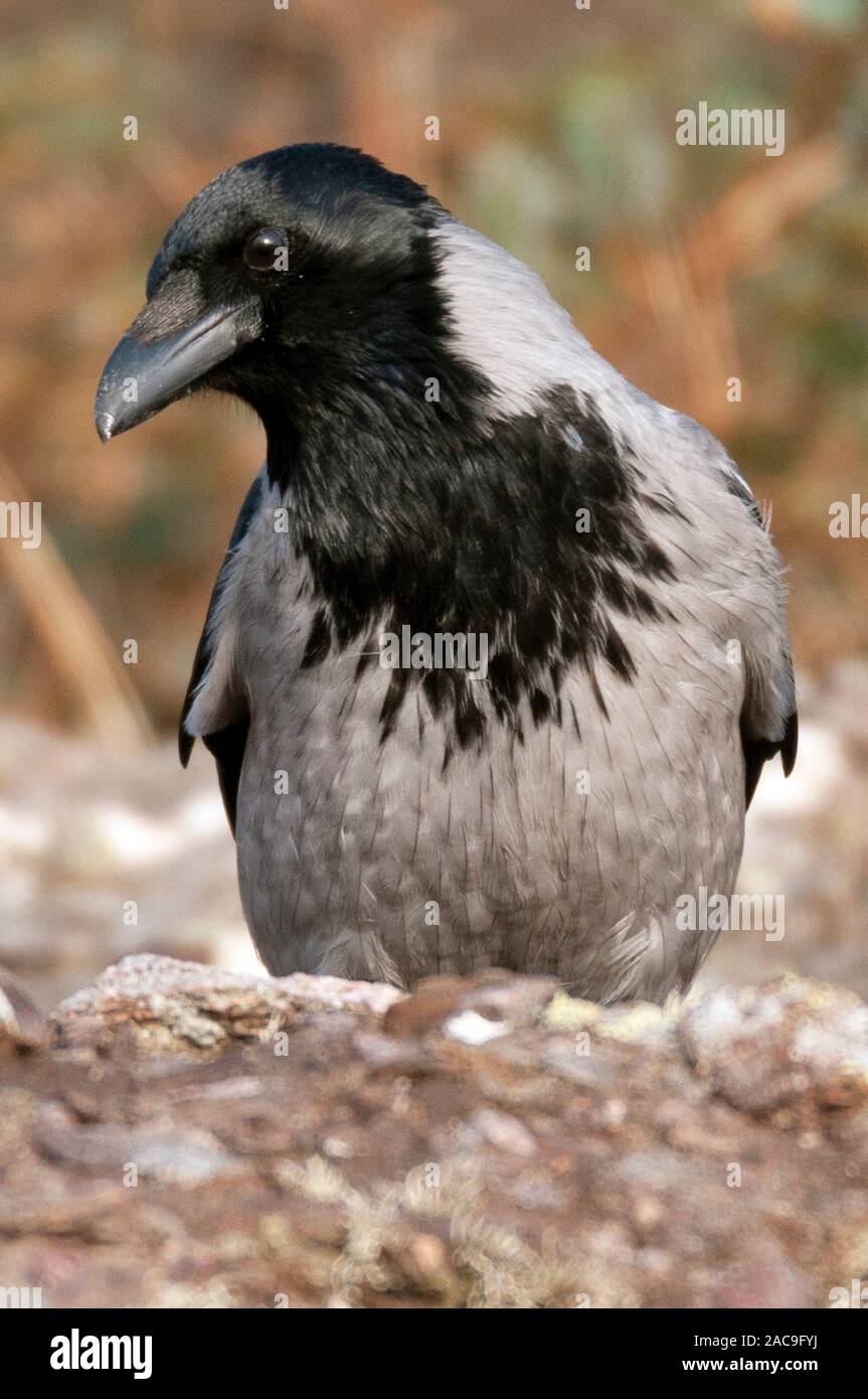Hooded crow scotland High Resolution Stock Photography and Images - Alamy
