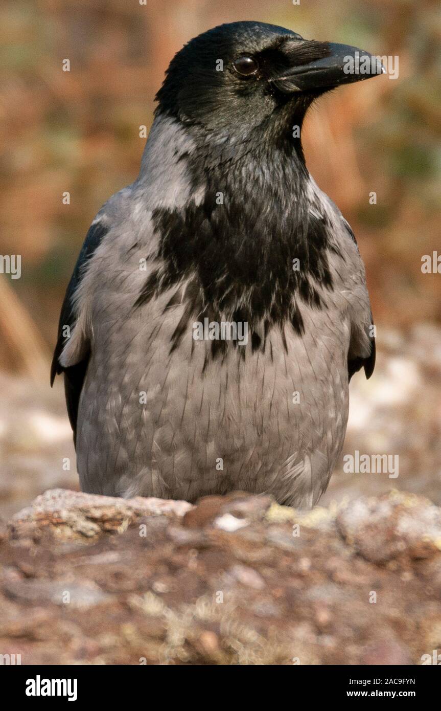 Scottish hooded crow hi-res stock photography and images - Alamy