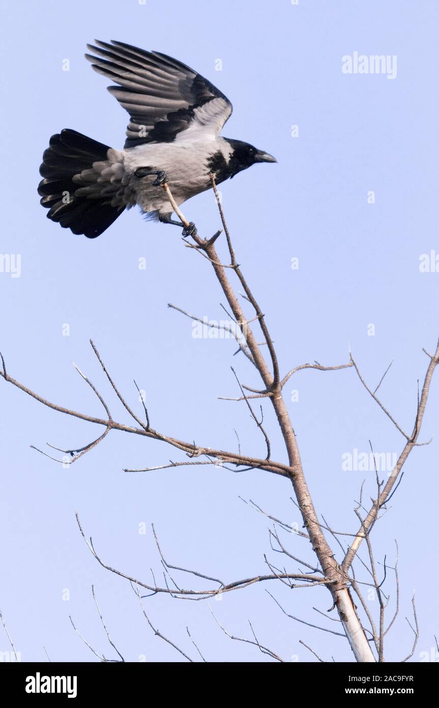 Scottish hooded crow hi-res stock photography and images - Alamy