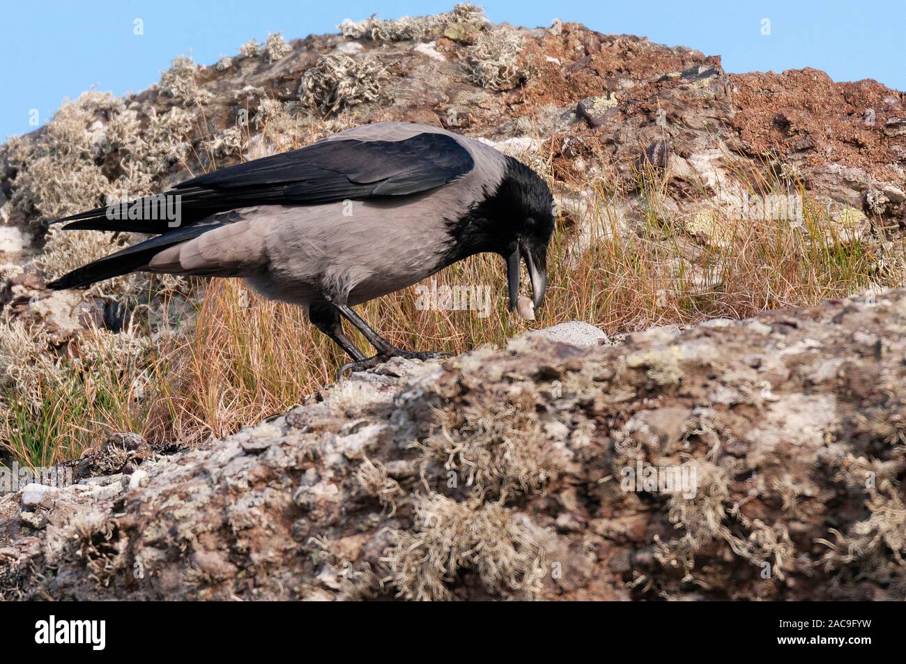 Corvus cornix shell hi-res stock photography and images - Alamy
