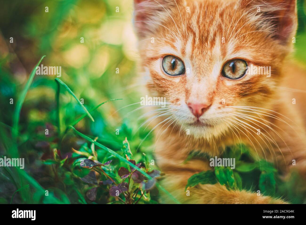 Cute Tabby Red Ginger Cat Sitting In Grass Outdoor Stock Photo - Alamy