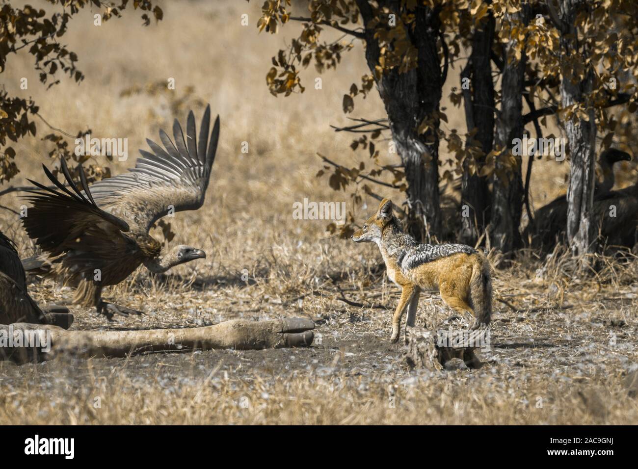 Black backed jackal and white back vulture in Kruger National park ...