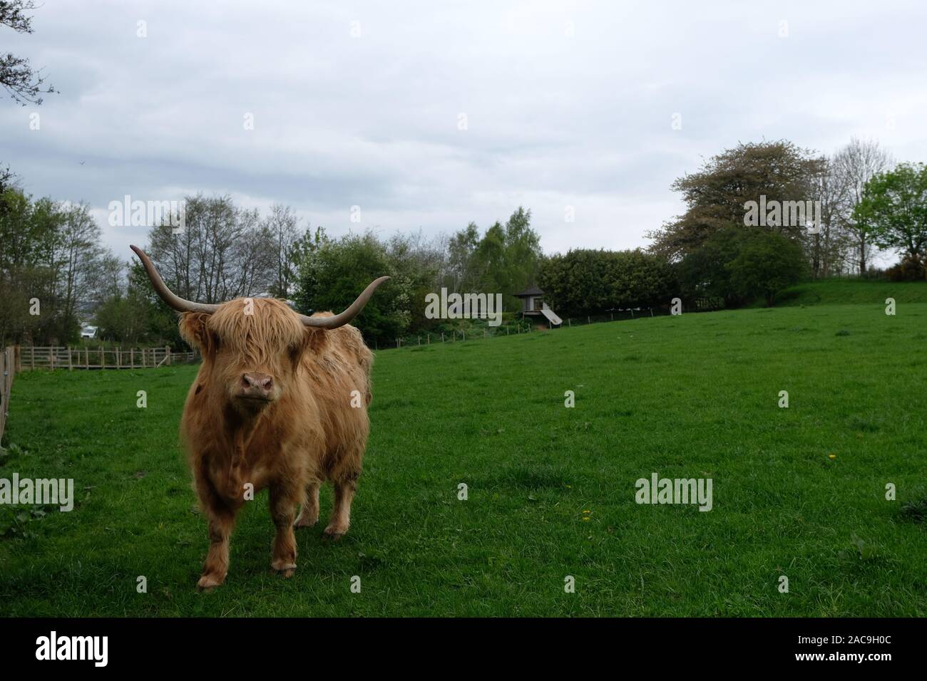 Hairy coo hi-res stock photography and images - Alamy