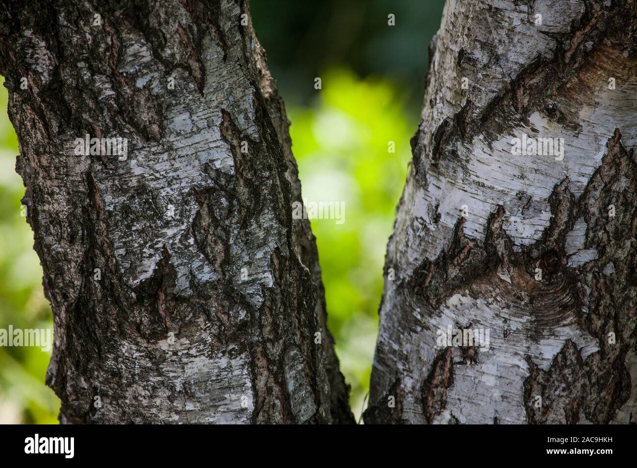 green light between poplar trunks Stock Photo - Alamy