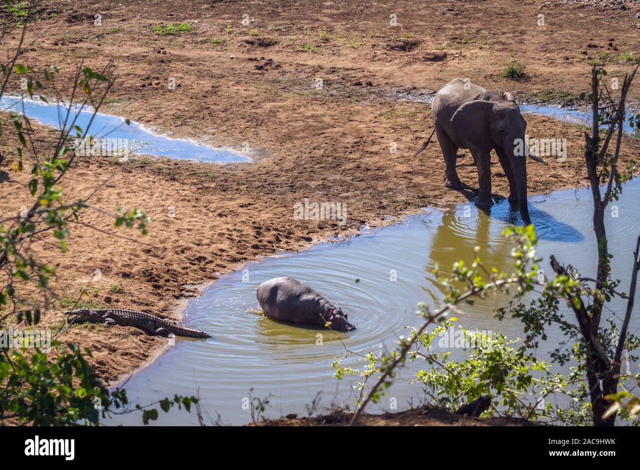 Alligator Vs Elephant