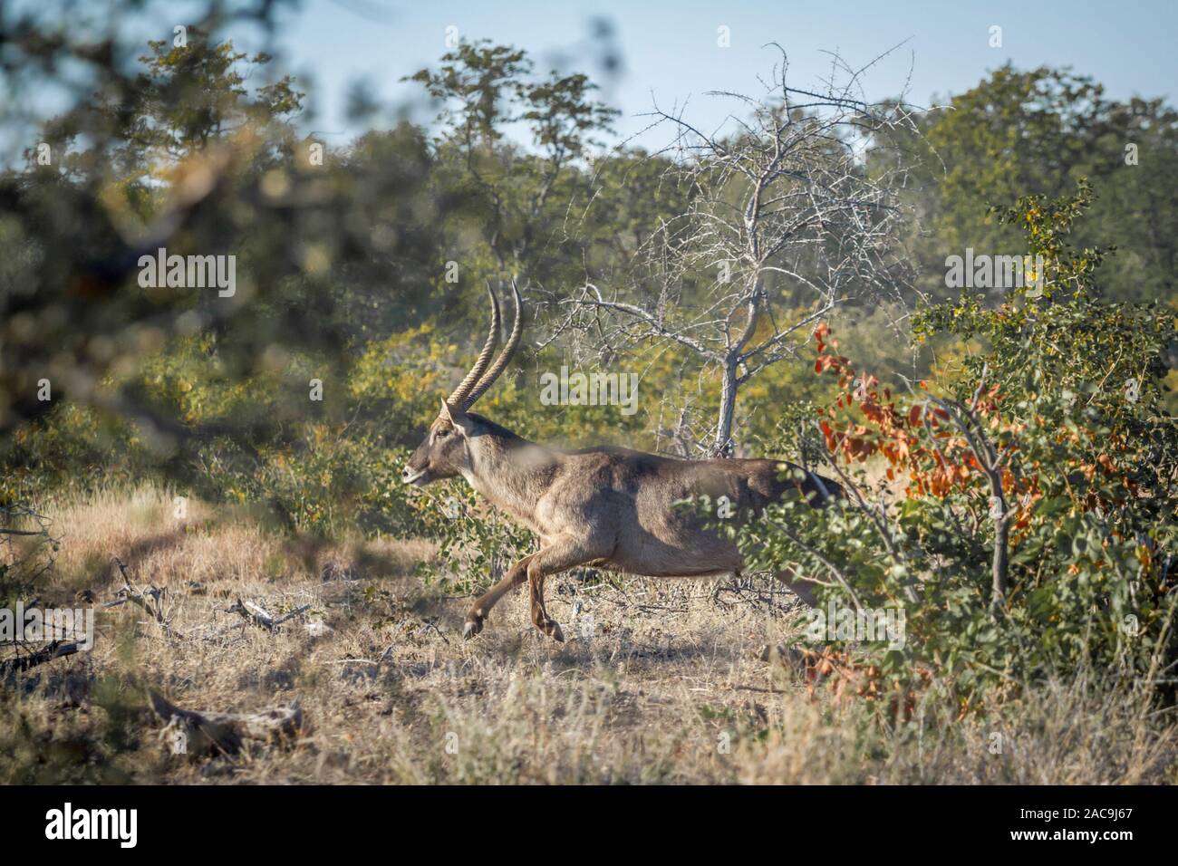 Common Waterbuck male running in savannah in Kruger National park ...