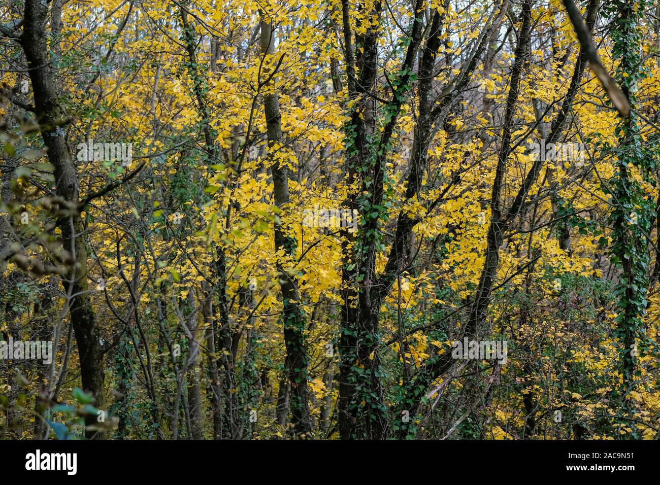 Automnal autumn hi-res stock photography and images - Alamy