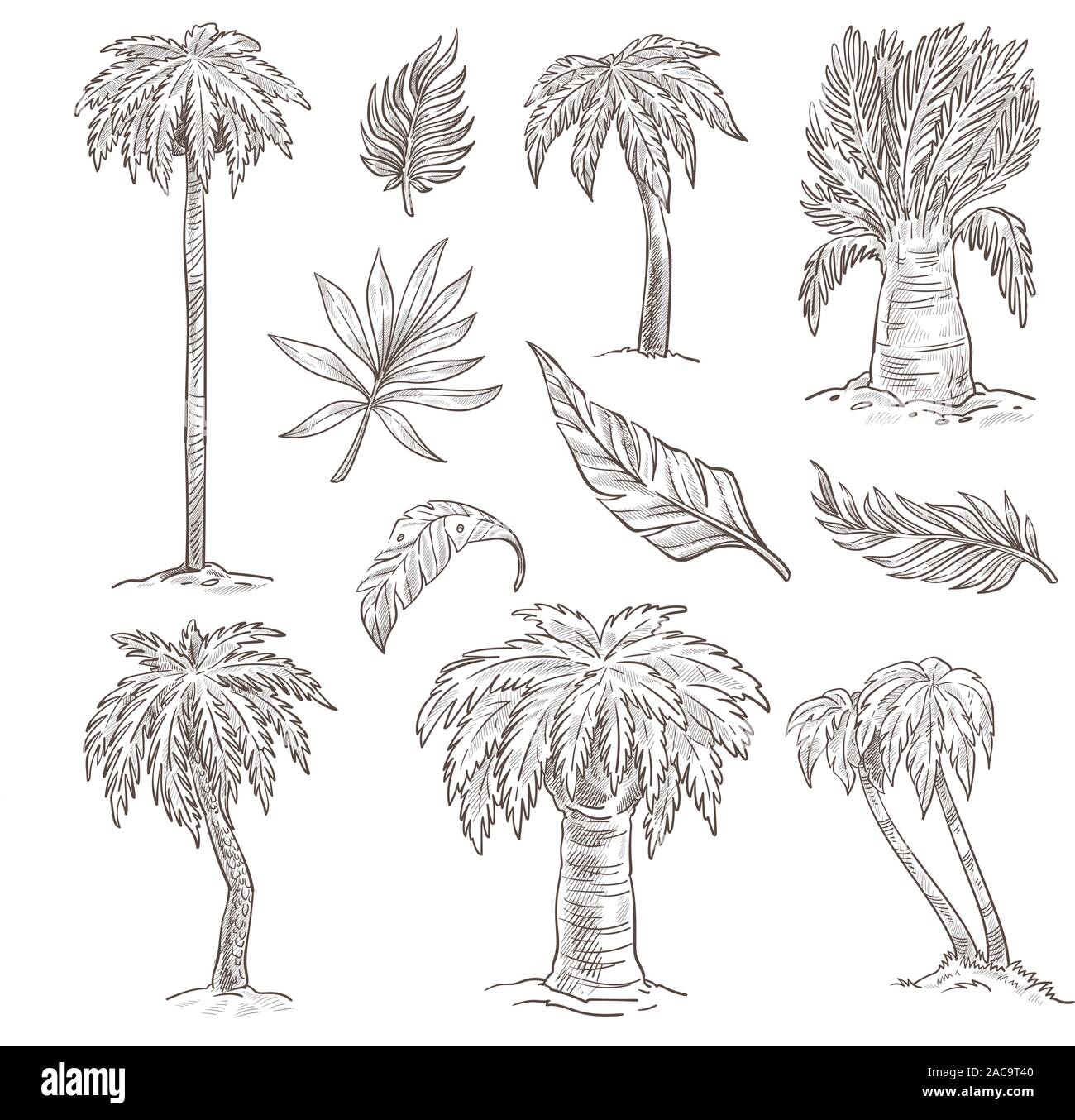 Pencil Drawings Of Palm Trees