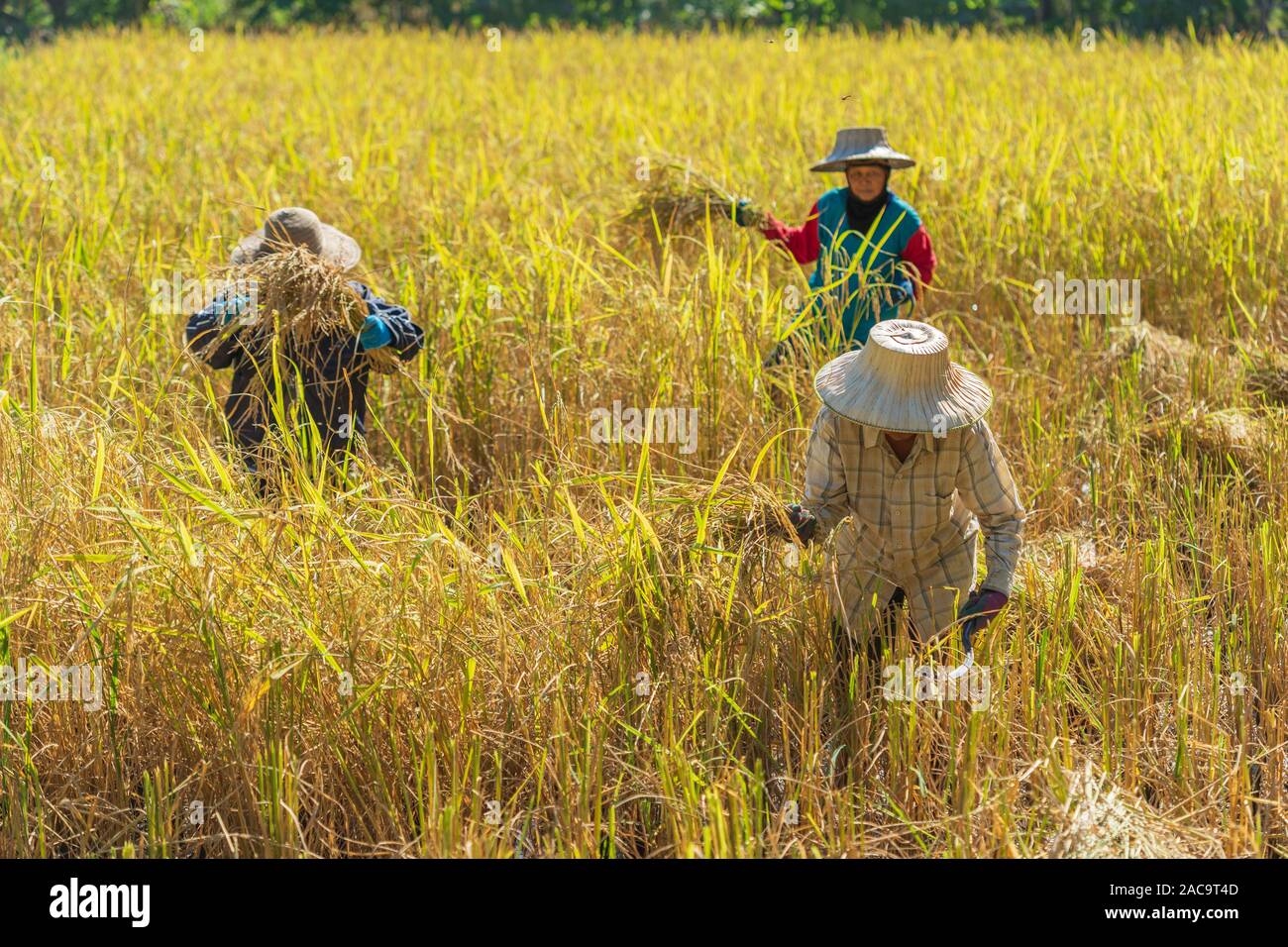 NAKHON RATCHASIMA, THAILAND - DECEMBER 31, Unidentified farmer woman ...