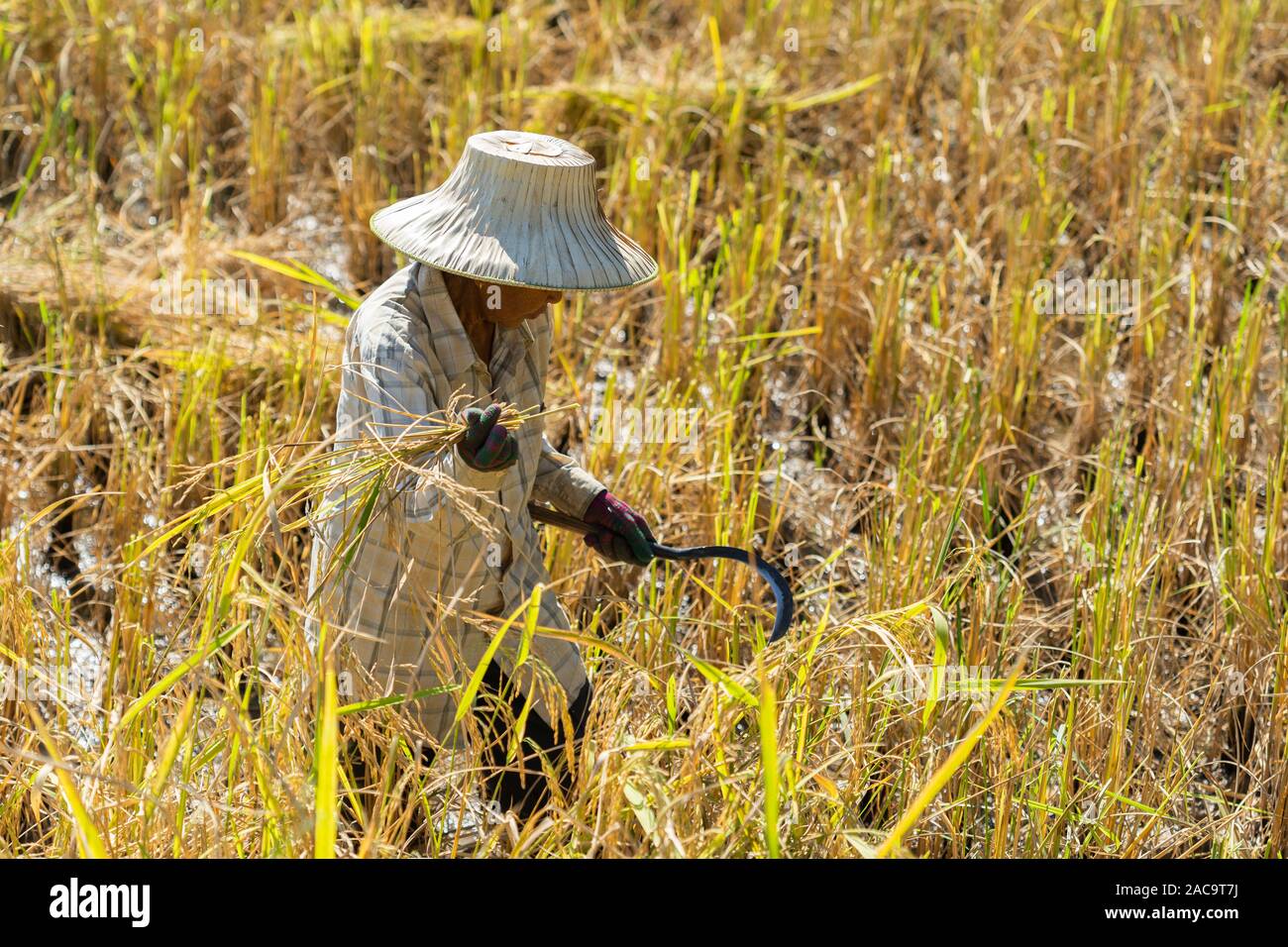 NAKHON RATCHASIMA, THAILAND - DECEMBER 31, Unidentified farmer woman ...