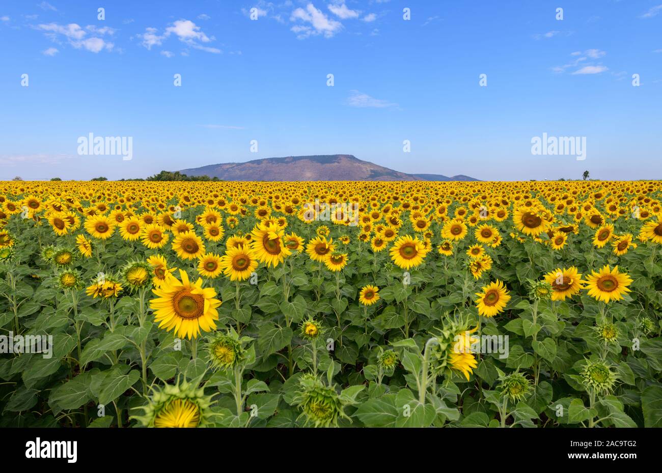 Beautiful sunflower field on summer with blue sky and white cloudy at ...