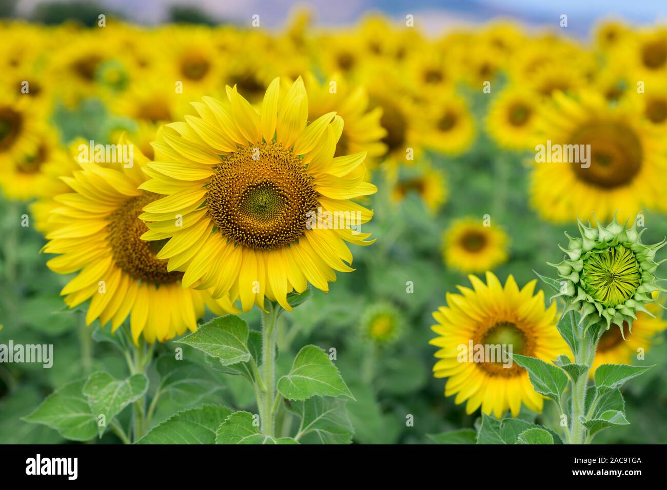 Beautiful sunflower field on summer at Lop buri province,THAILAND Stock ...