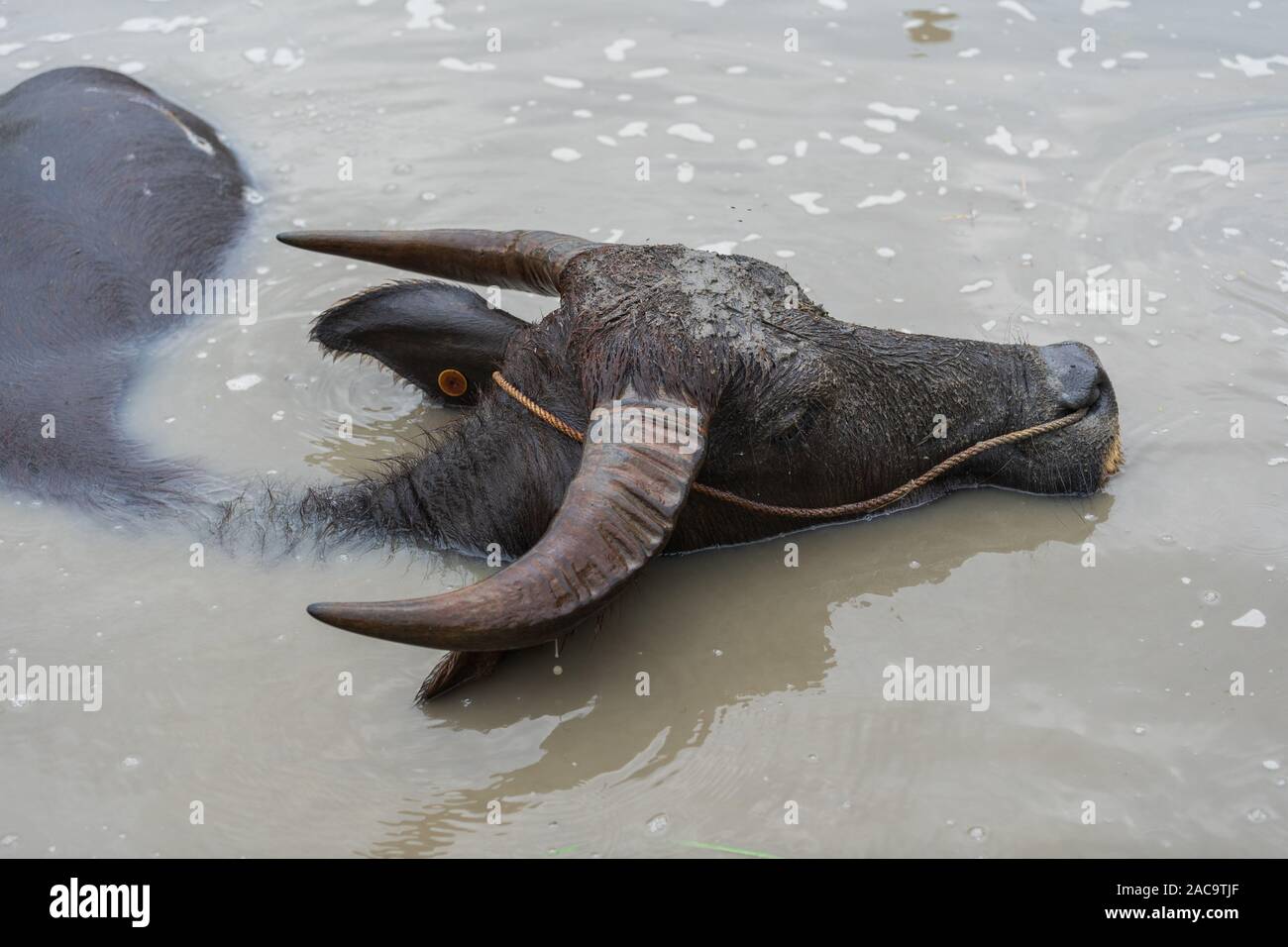 Buffalo in water black color hi-res stock photography and images - Alamy