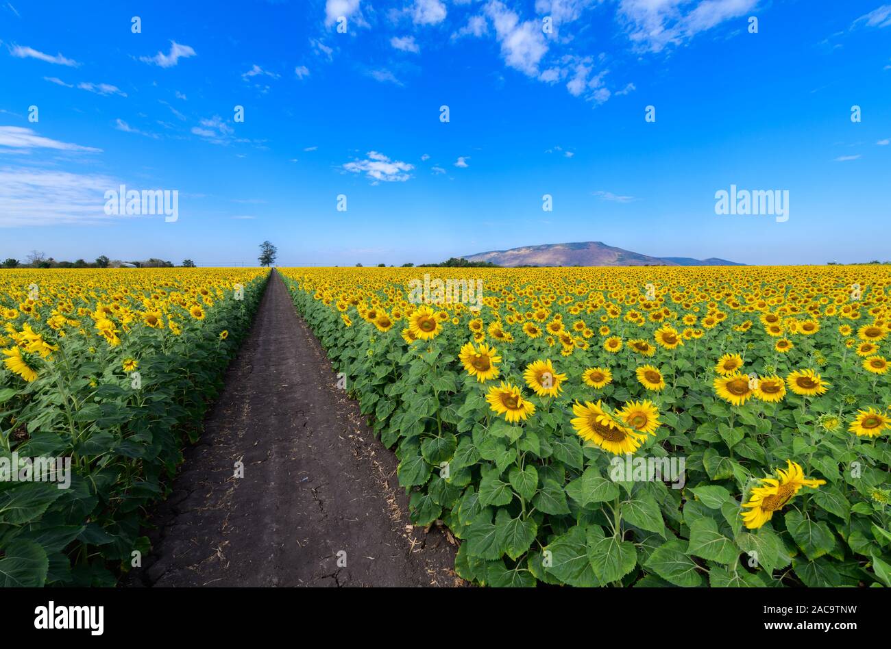 Beautiful sunflower field on summer with blue sky and white cloudy at ...