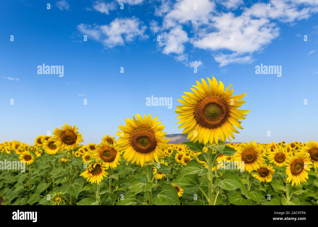 Beautiful sunflower field on summer with blue sky and white cloudy at ...