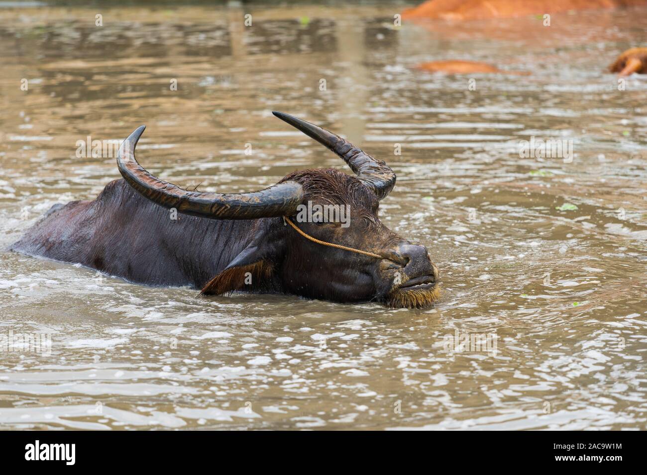 water buffalo is playing and swimming in the pond Stock Photo - Alamy
