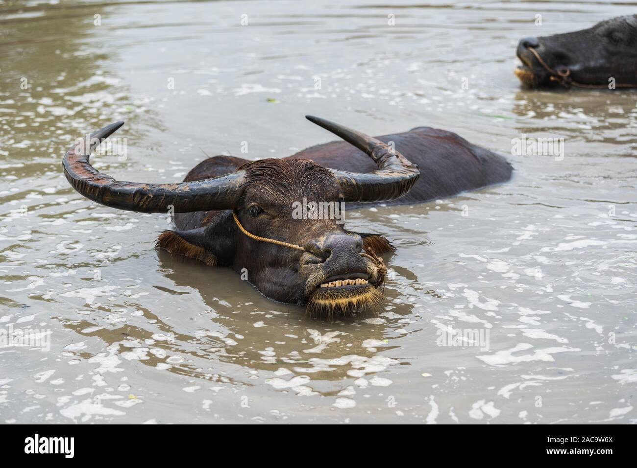 Buffalo in water hi-res stock photography and images - Alamy