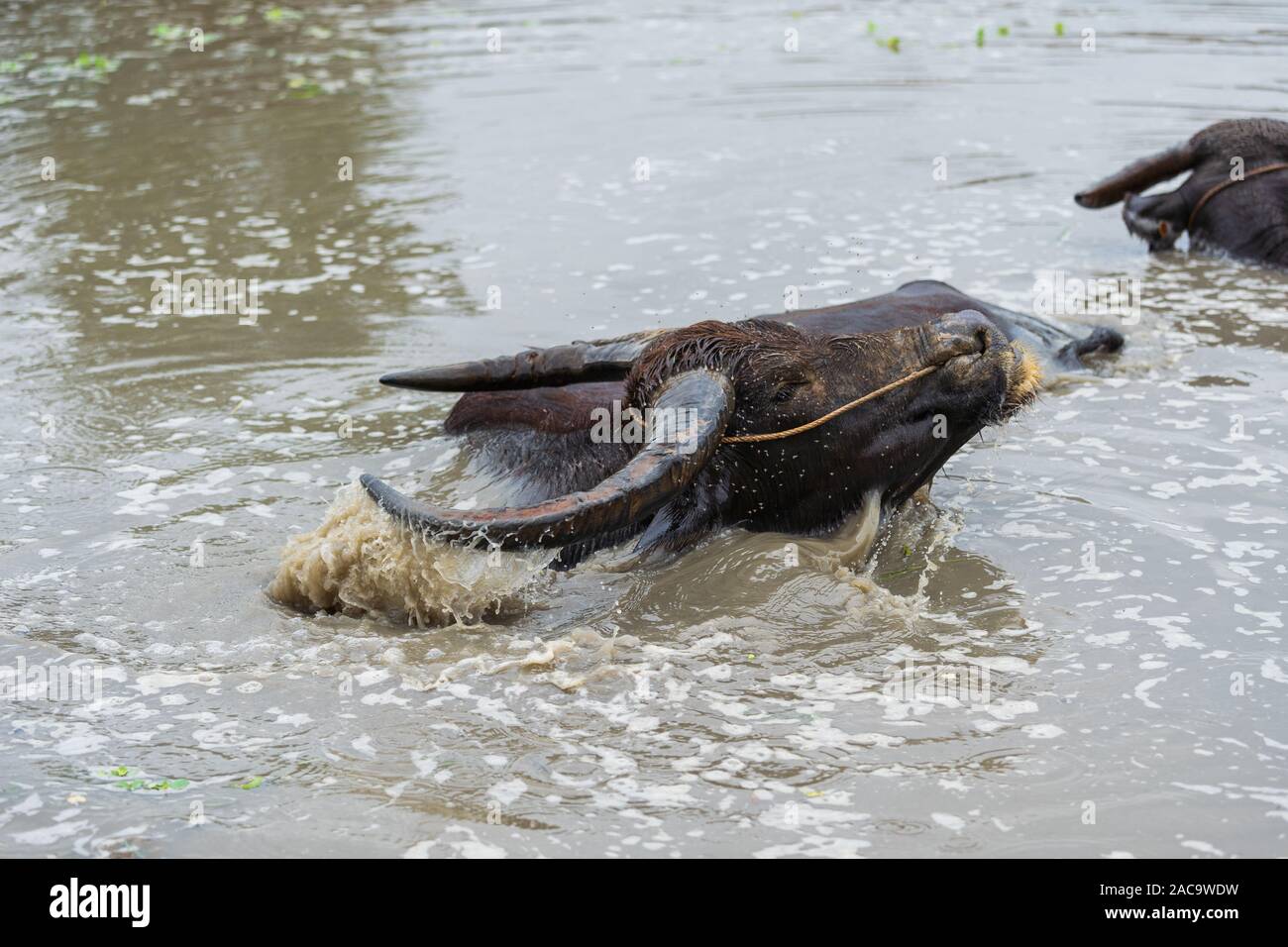water buffalo playing water splashing in the pond Stock Photo - Alamy