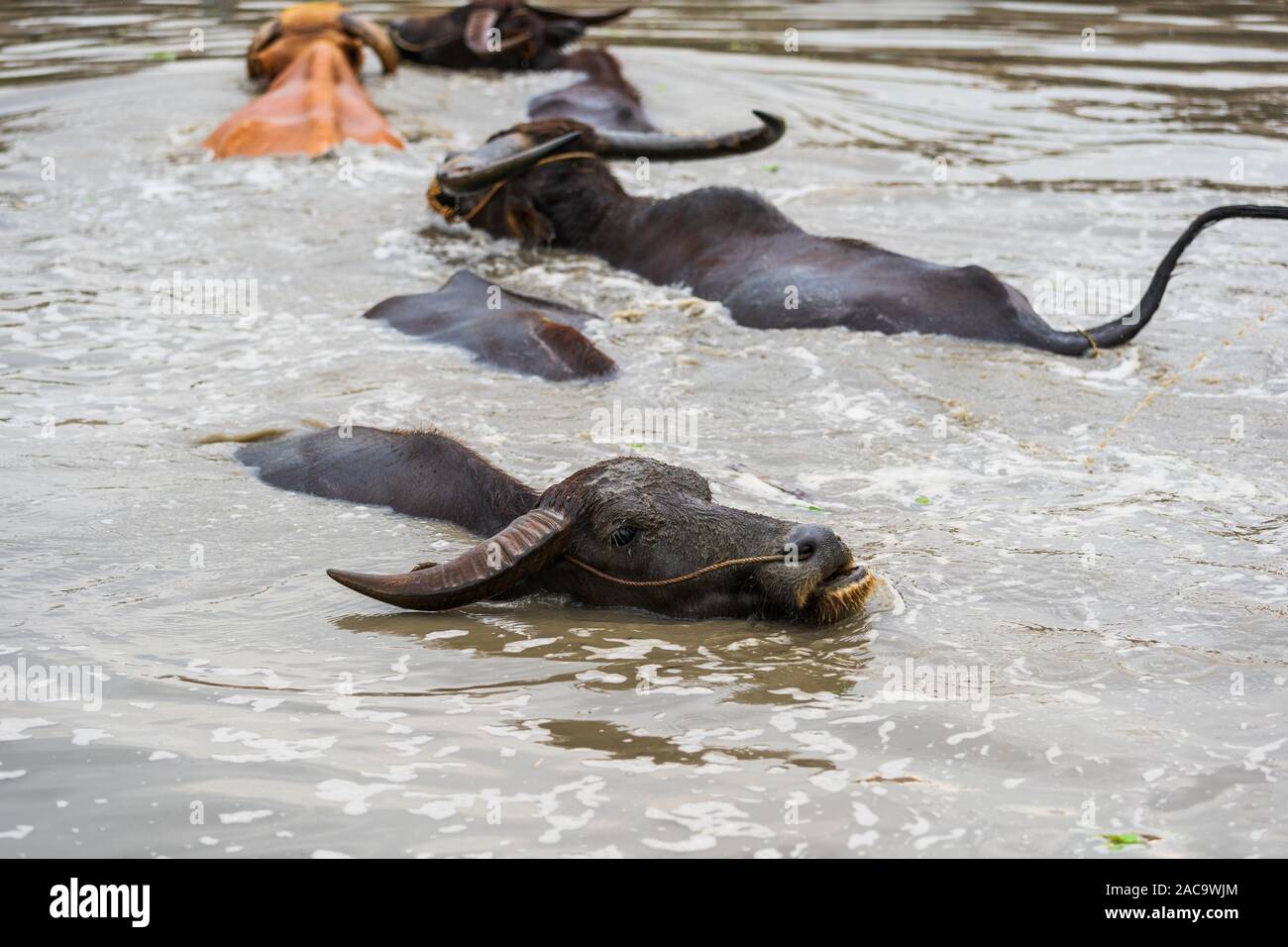 Buffalo in water black color hi-res stock photography and images - Alamy