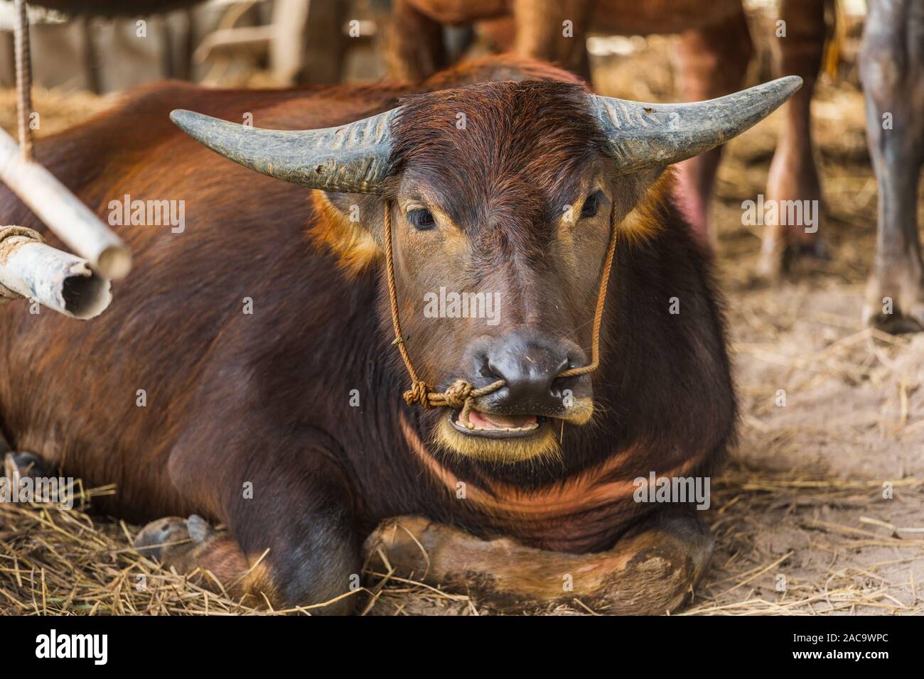 Thai buffalo farming hi-res stock photography and images - Alamy