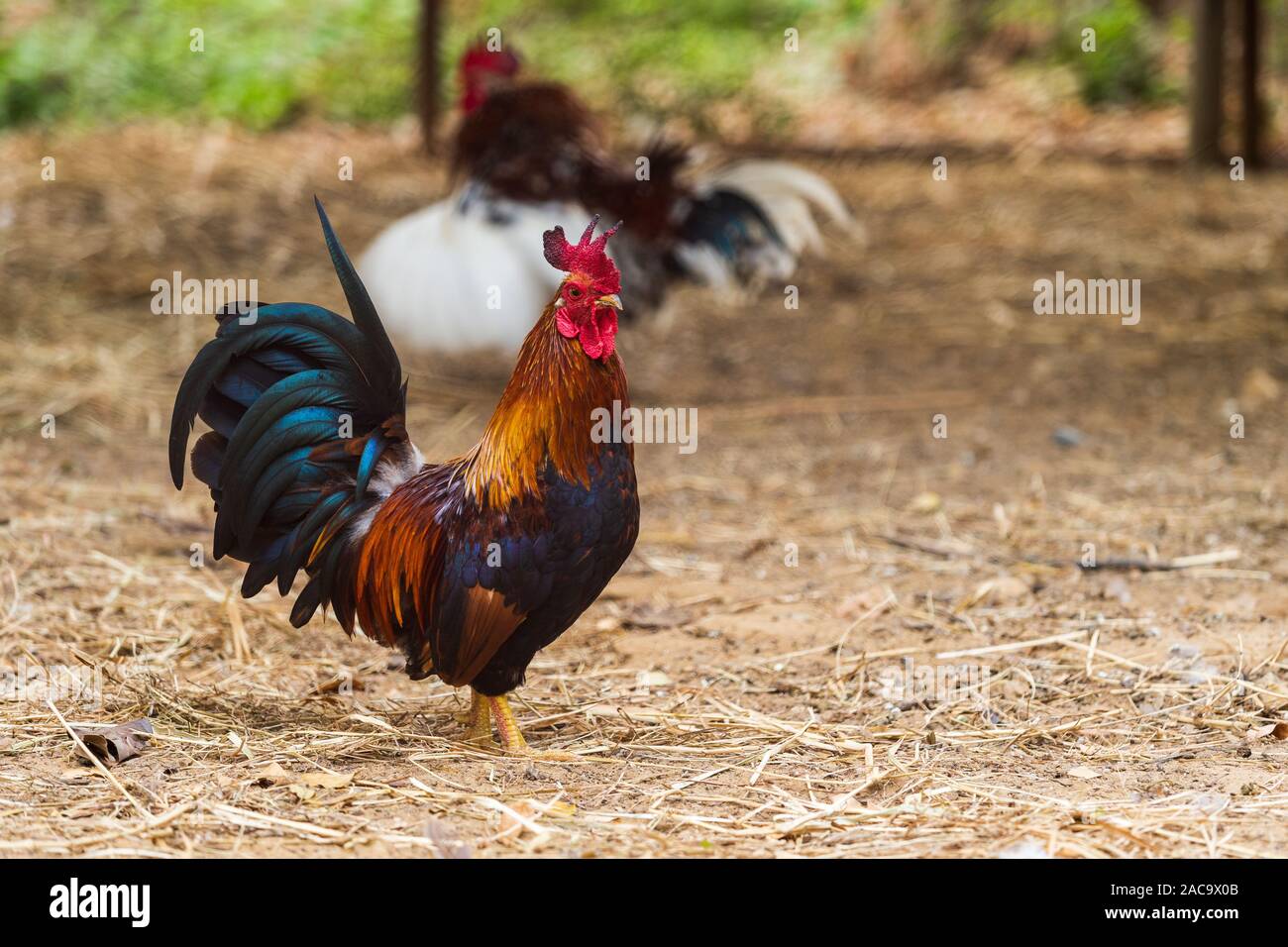 chicken in farm Stock Photo - Alamy
